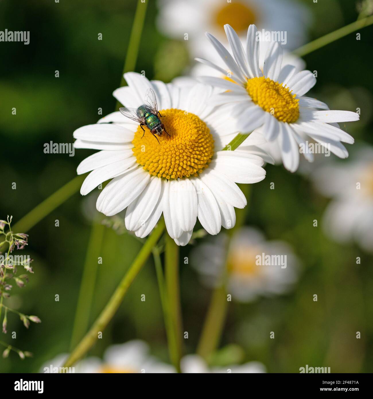 Marguerites flowering hi-res stock photography and images - Alamy