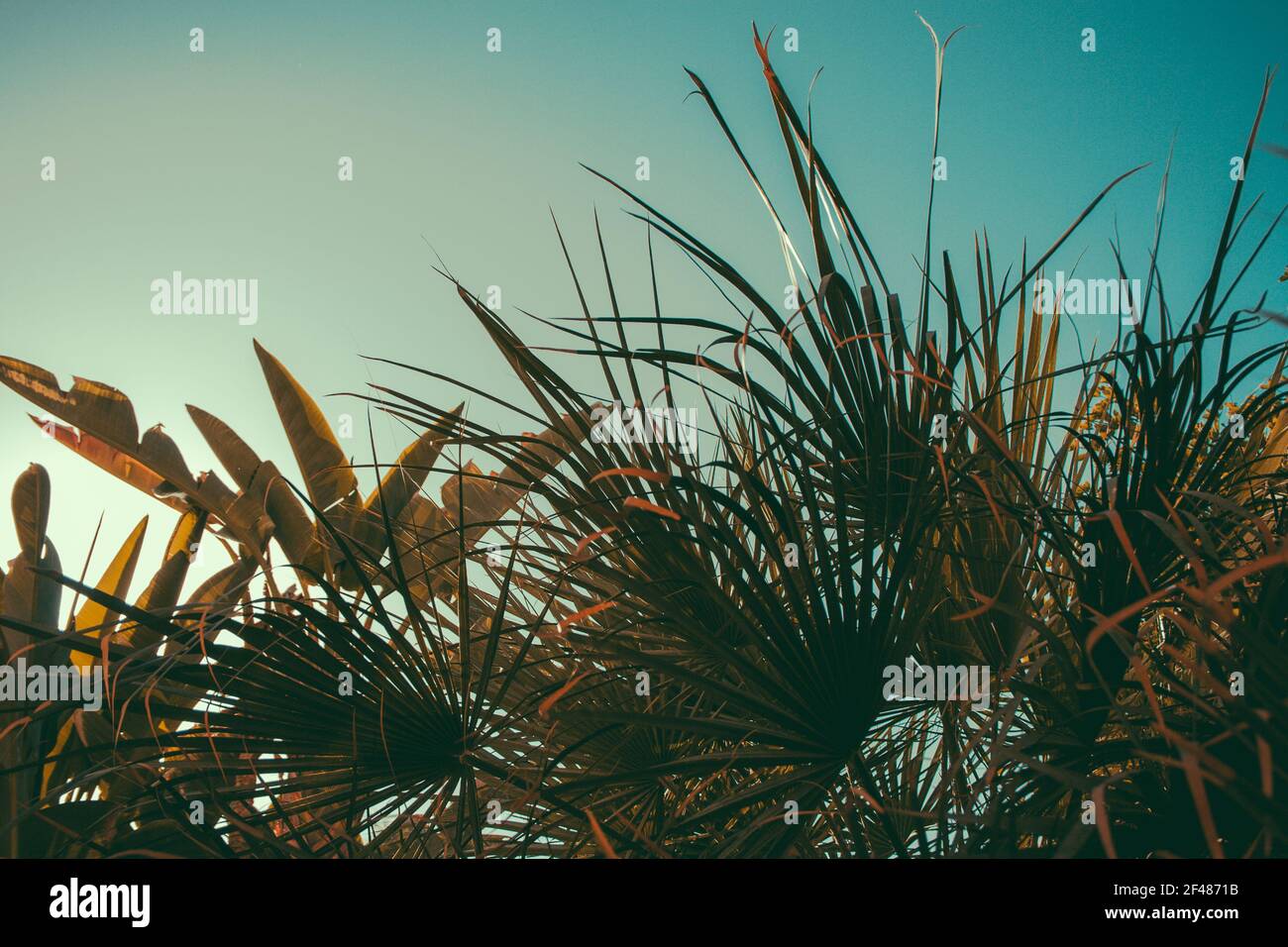 Botanical Garden With Exotic Plants In The Middle East. Palm Trees ...