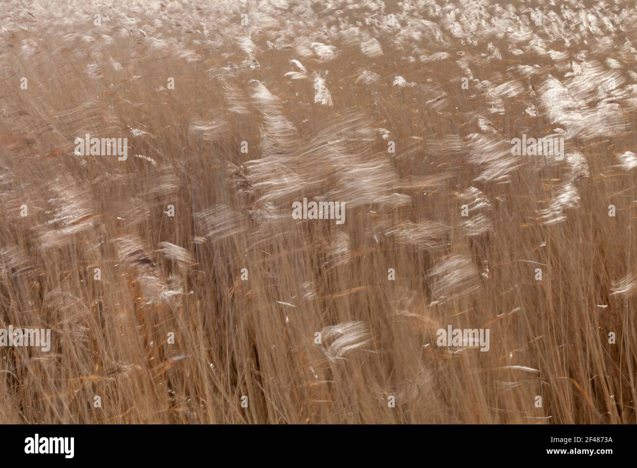 Otmoor nature reserve hi-res stock photography and images - Alamy