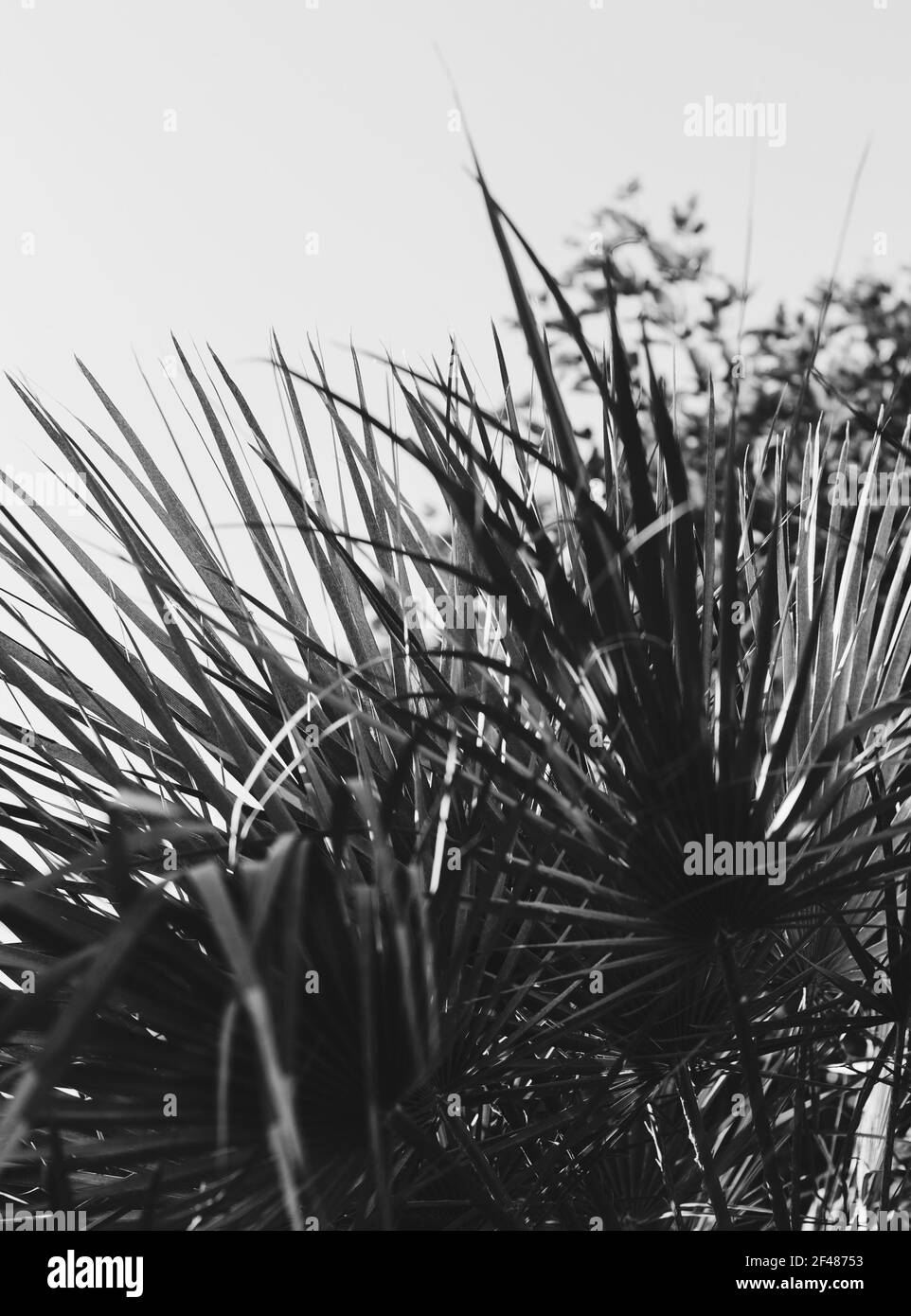 Concept nature green background Black and White Stock Photos & Images ...