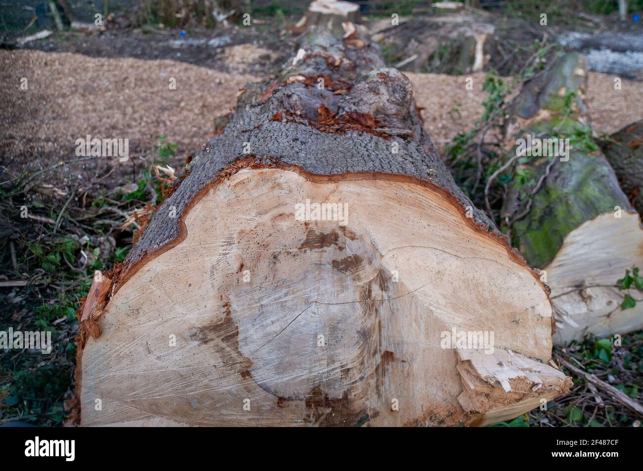 Aylesbury, UK. 15th March, 2021. HS2 Ltd have felled most of the trees ...
