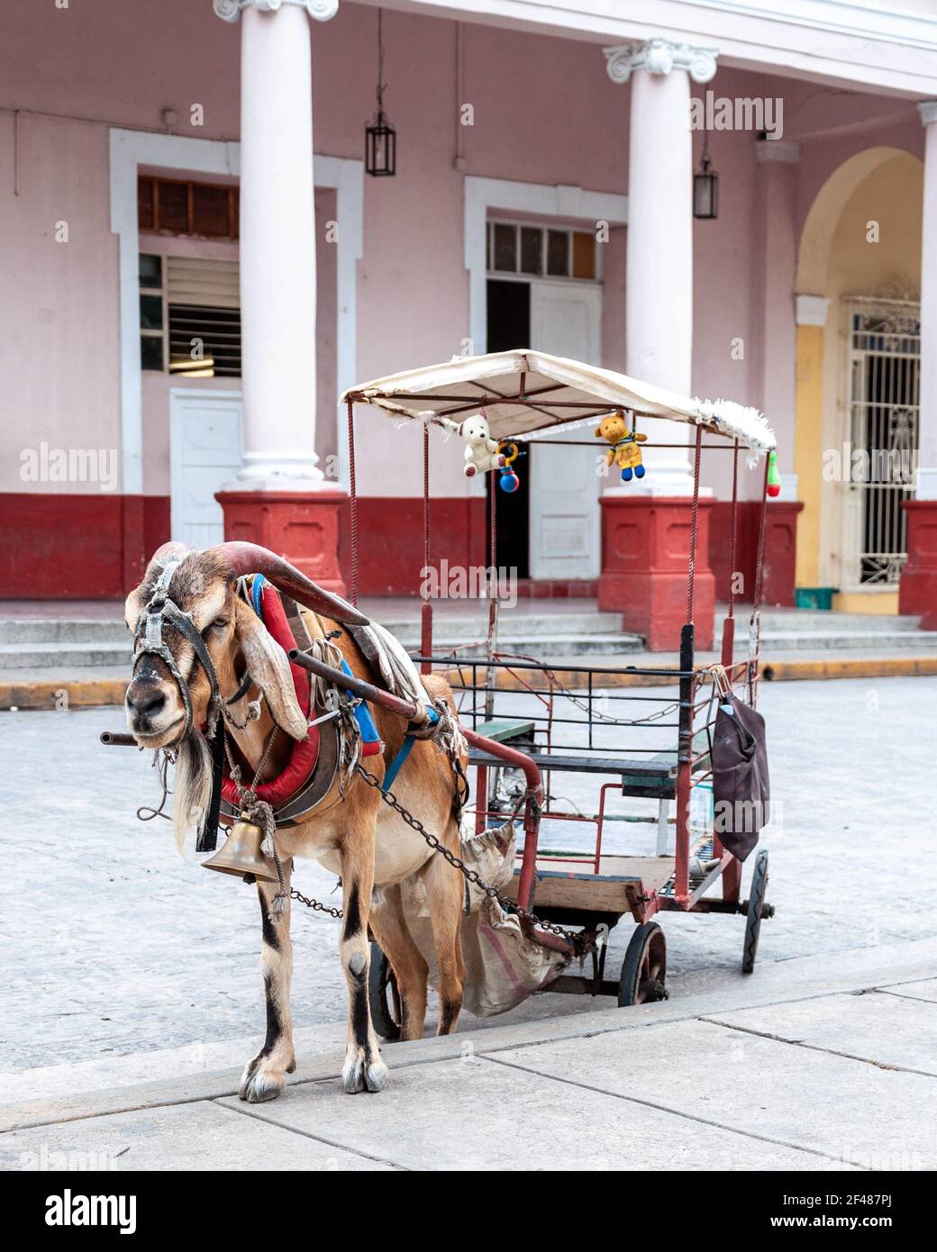 Cuban goat hi-res stock photography and images - Alamy