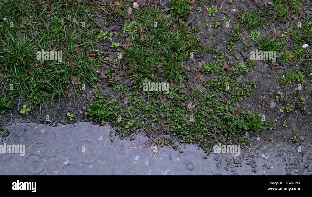 rain drops in puddle Stock Photo - Alamy