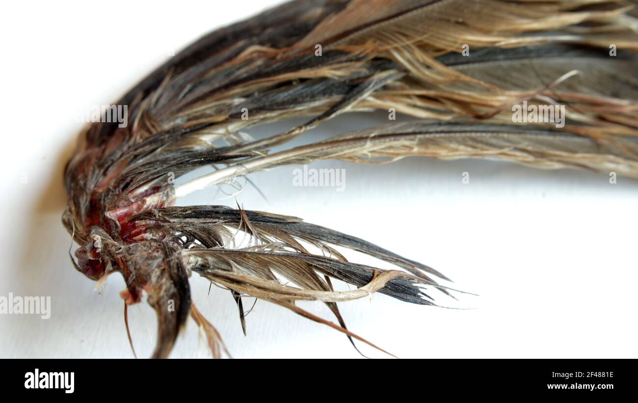 Broken Wing isolated on white Stock Photo - Alamy