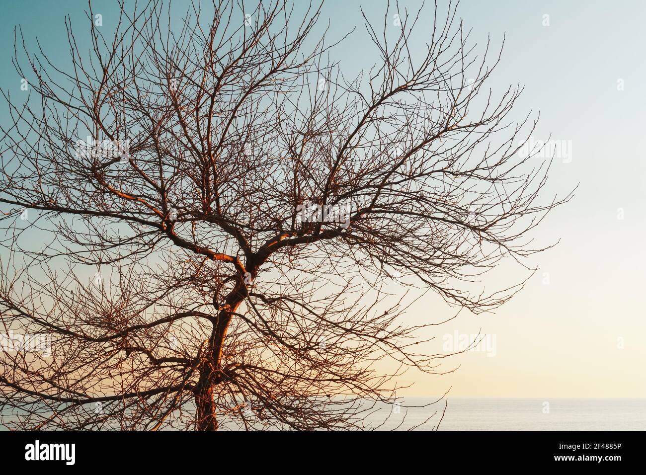 Branches without leaves of a graceful tree against the background of a ...