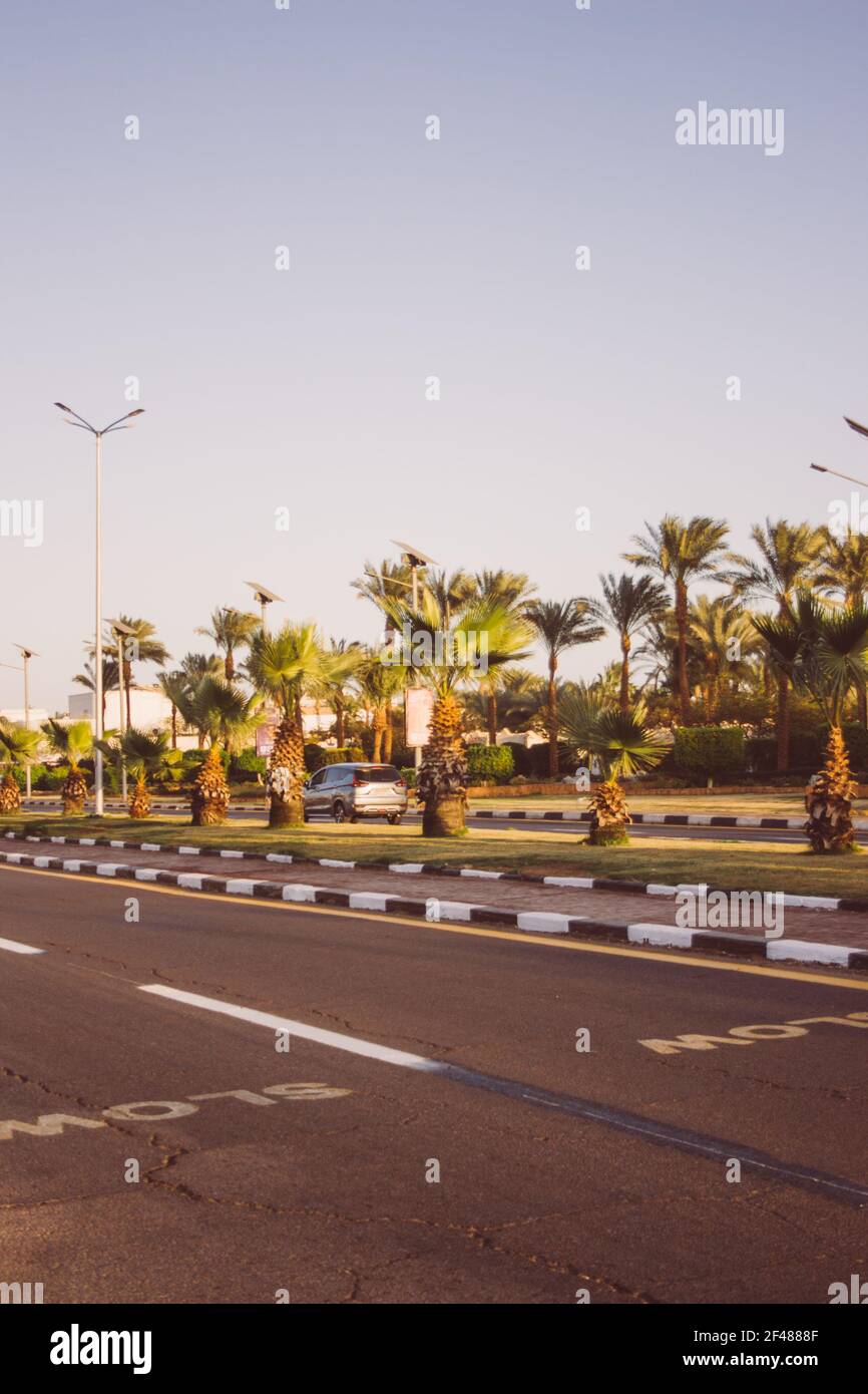 Beautiful view of the street in Egypt with a palm tree alley. Transport ...
