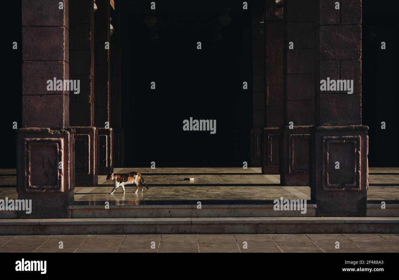 An Egyptian wild cat walks through the Mustafa Mosque, the Islamic ...