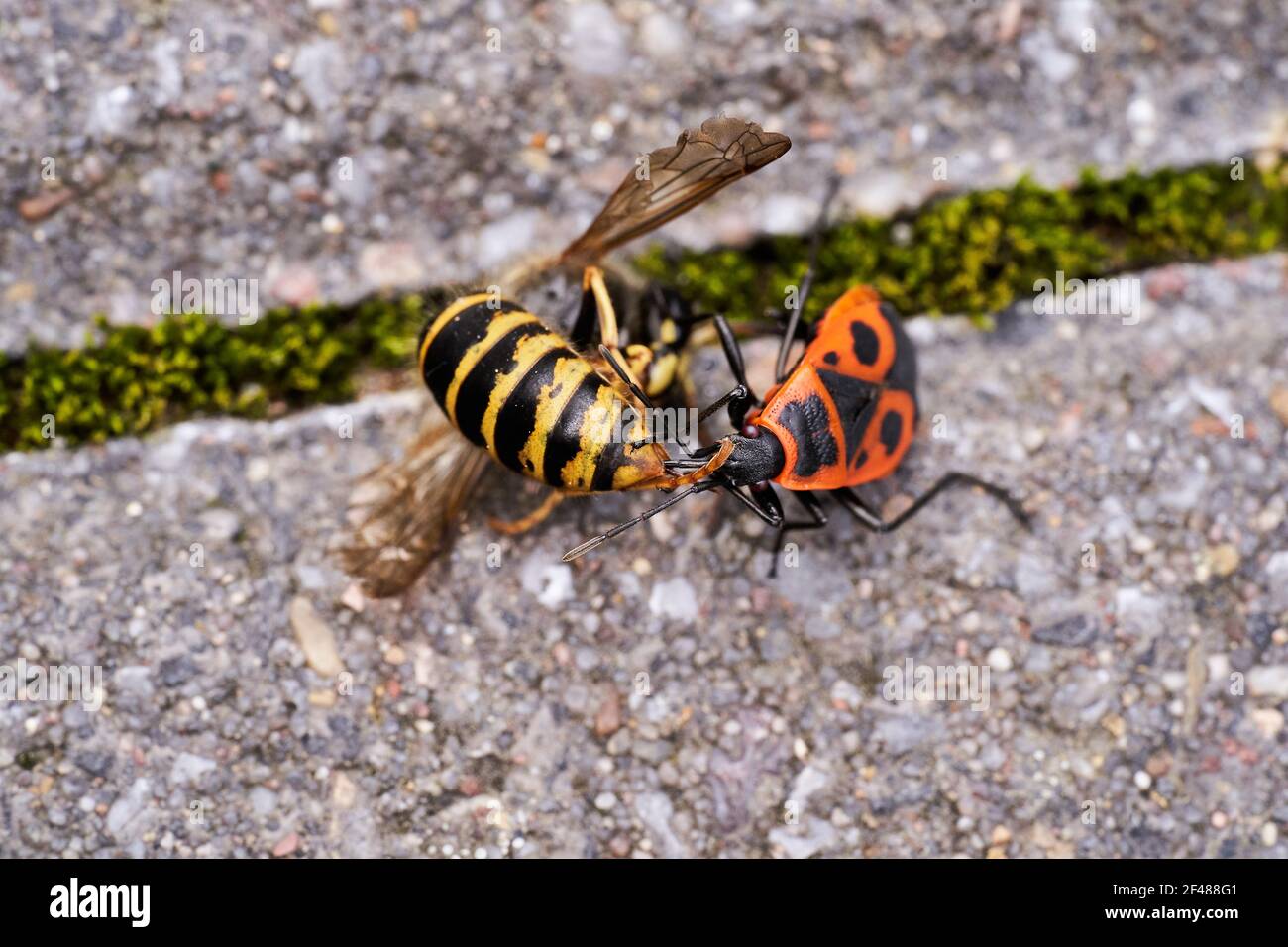 Vespula germanica, European wasp, German wasp, or German yellowjacket ...