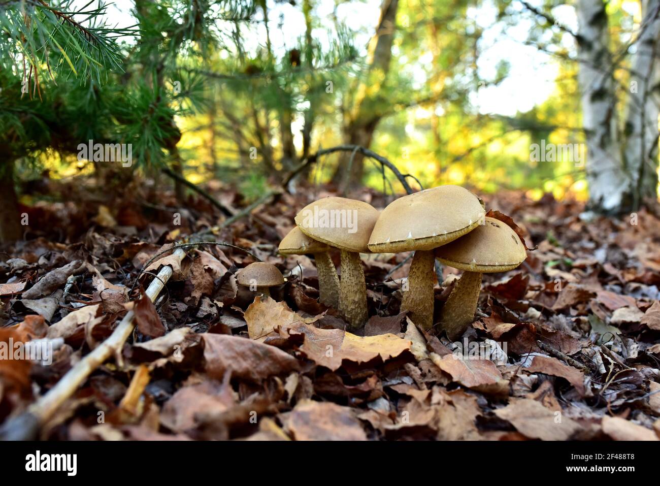 Group of the edible brown cap boletus among the grass and moss in ...