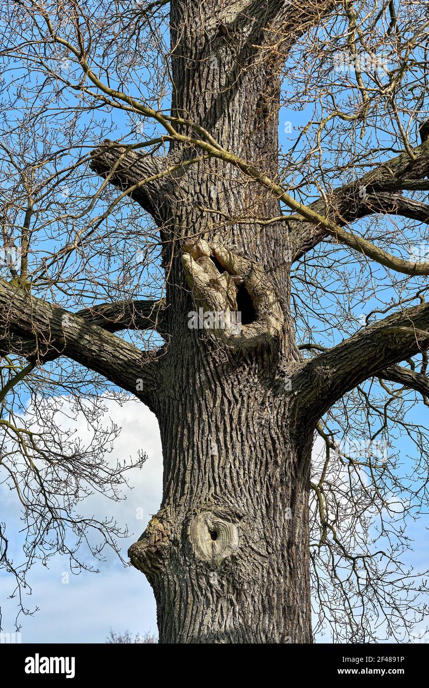 Old oak quercus leafless hi-res stock photography and images - Alamy