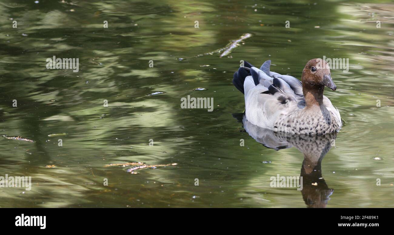 Green jubata hi-res stock photography and images - Alamy