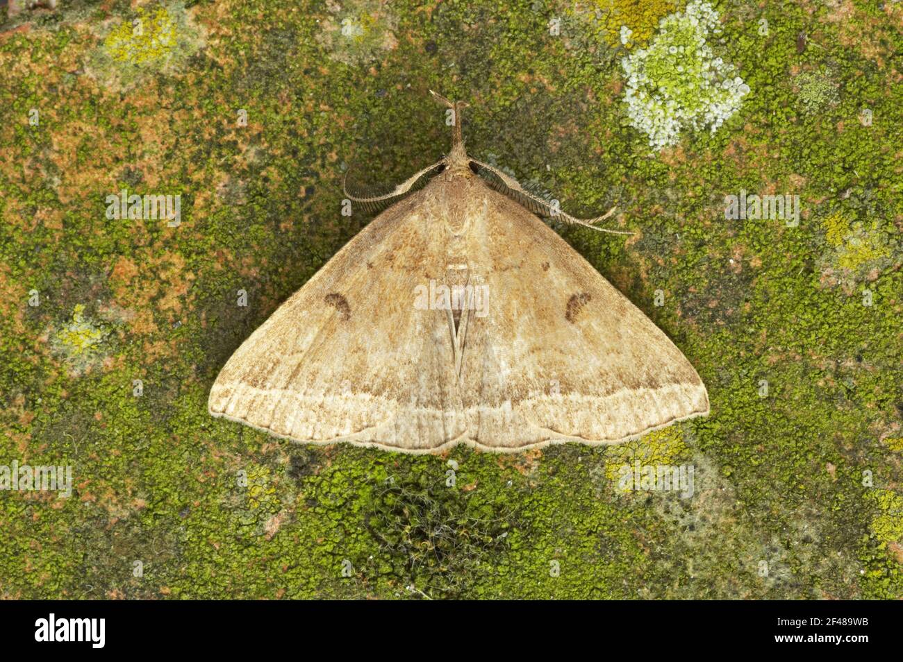 Fanfoot hi-res stock photography and images - Alamy