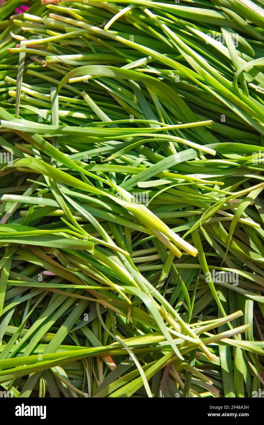 Vertical close-up view of a large stack of freshly harvested Korean ...