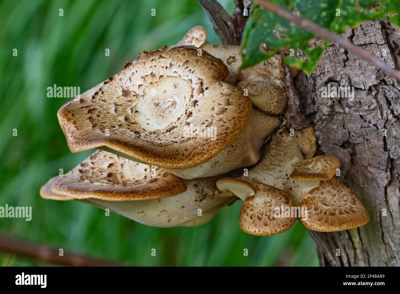 Frilled mushroom hi-res stock photography and images - Alamy