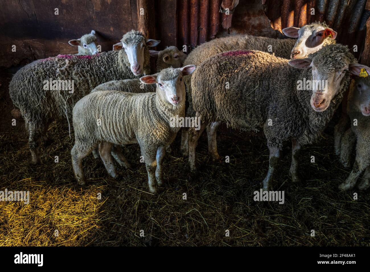 Flock of sheep with lambs in a stable on a small farm in Abruzzo. Abruzzo, Italy, EUropa Stock ...