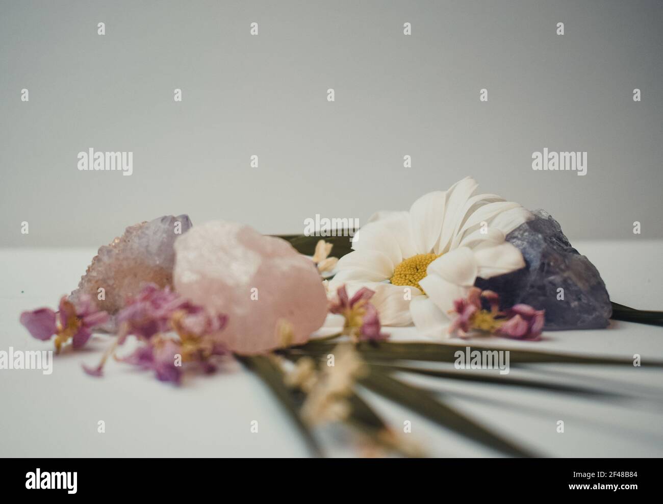 Dry white flowers on white background Stock Photo - Alamy