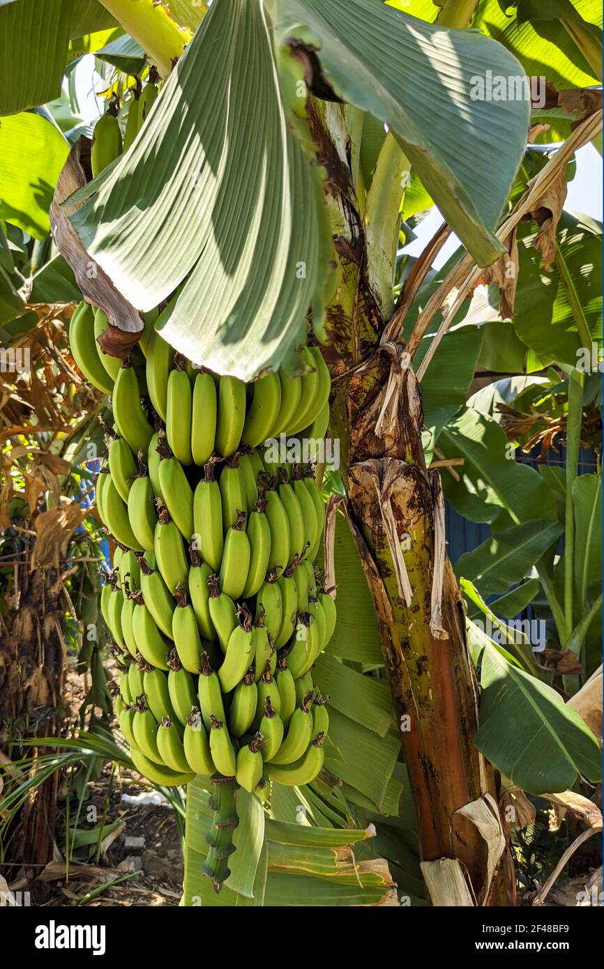 A vertical shot of unripe green bananas growing on a tree Stock Photo ...