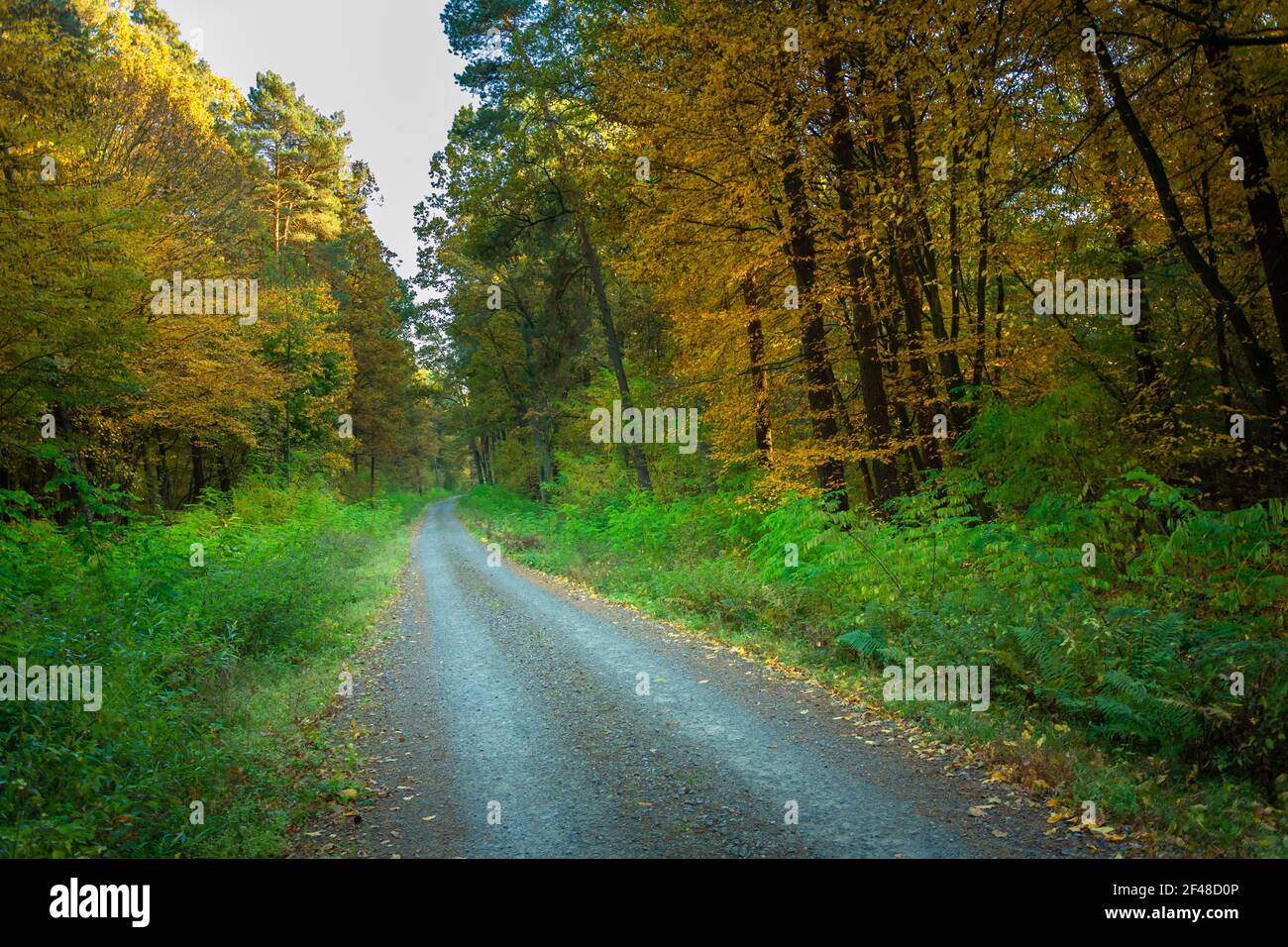 Long straight road through forest hi-res stock photography and images ...