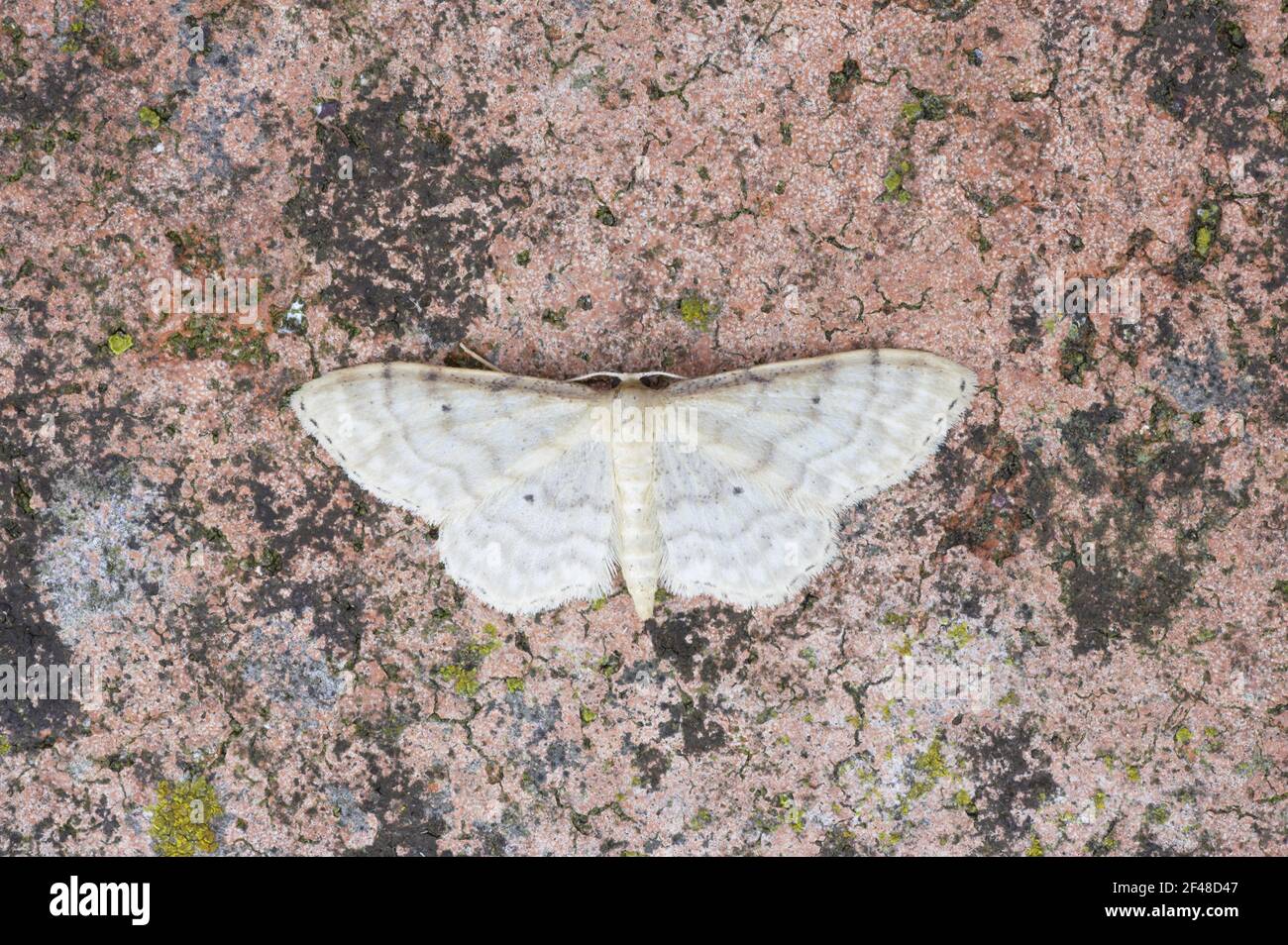 Dwarf Cream Wave Moth Idaea fuscovenosa Essex, UK IN000673 Stock Photo ...