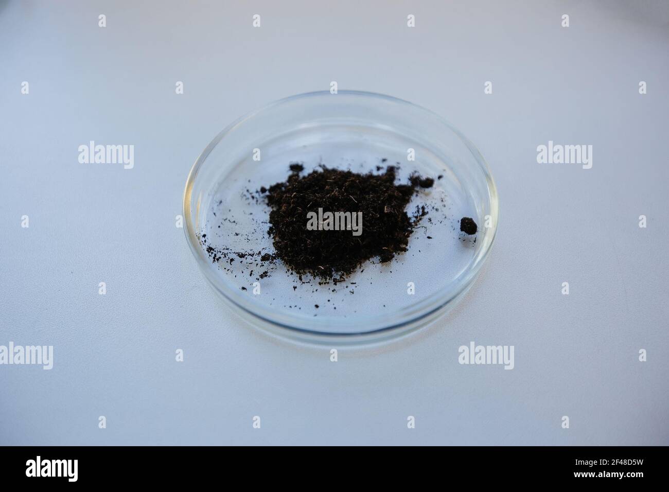 Petri dish with soil sample on white lab table Stock Photo - Alamy