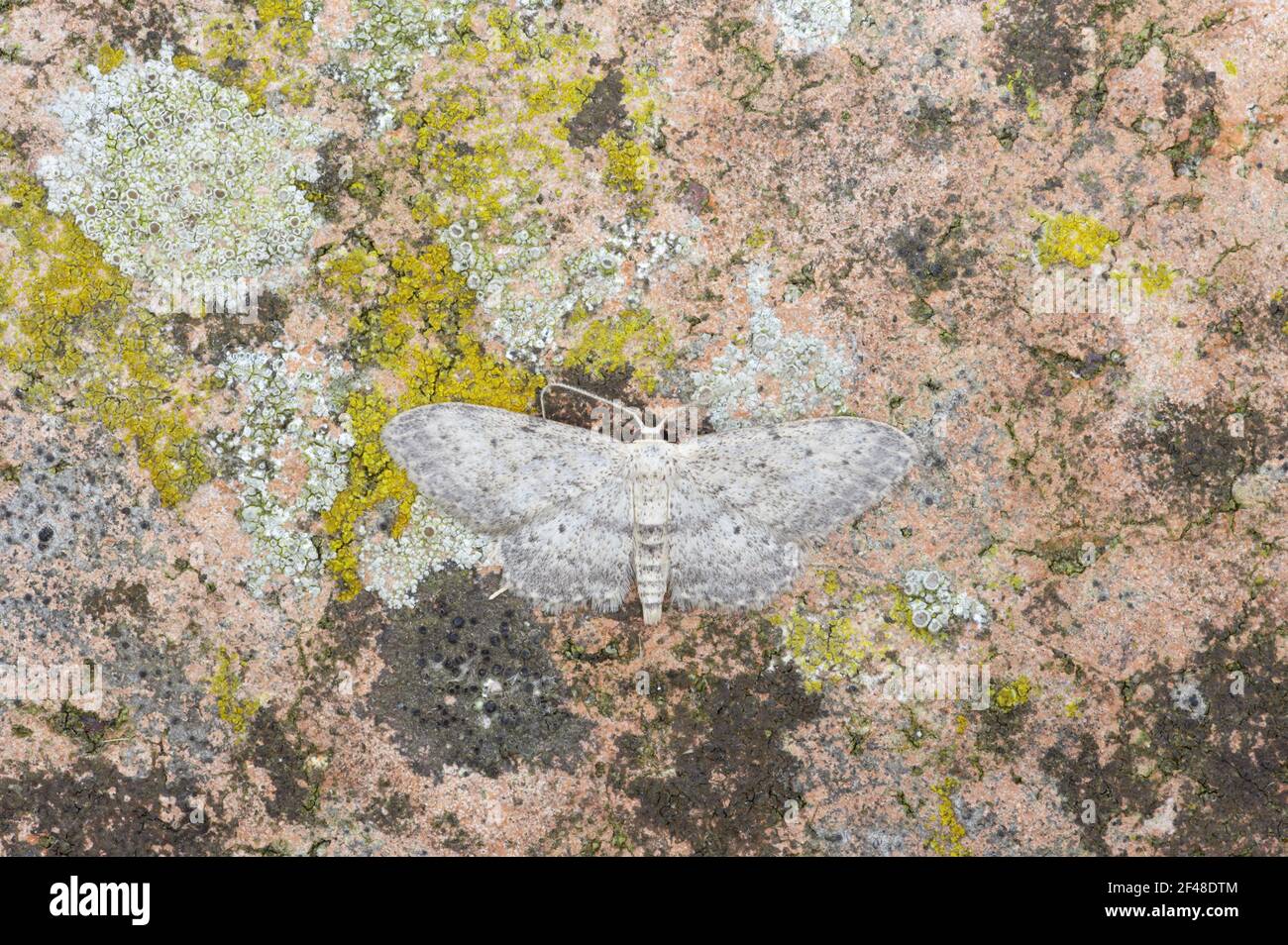 Small Dusty Wave Moth Idaea seriata Essex, UK IN000675 Stock Photo - Alamy