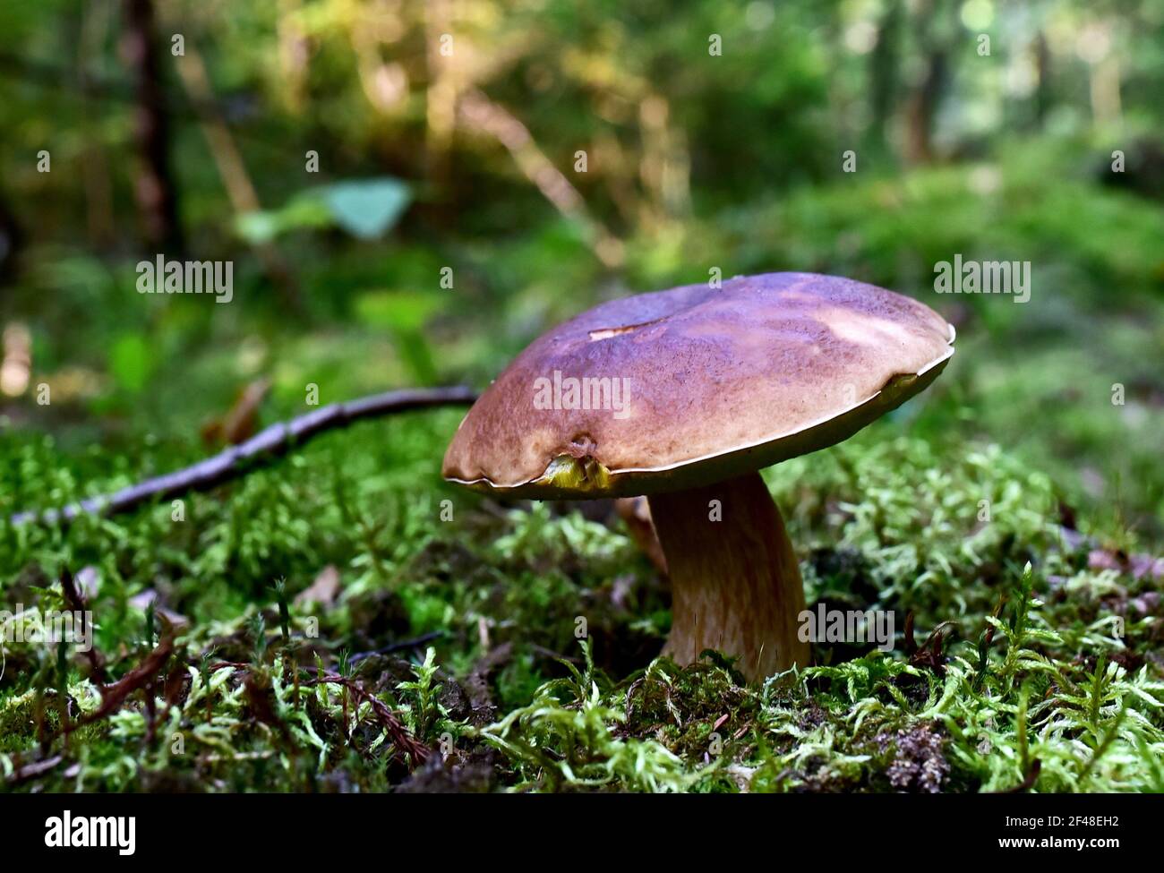 Porcini Cep White Mushroom King (Boletus Pinophilus) Mycelium grow in ...