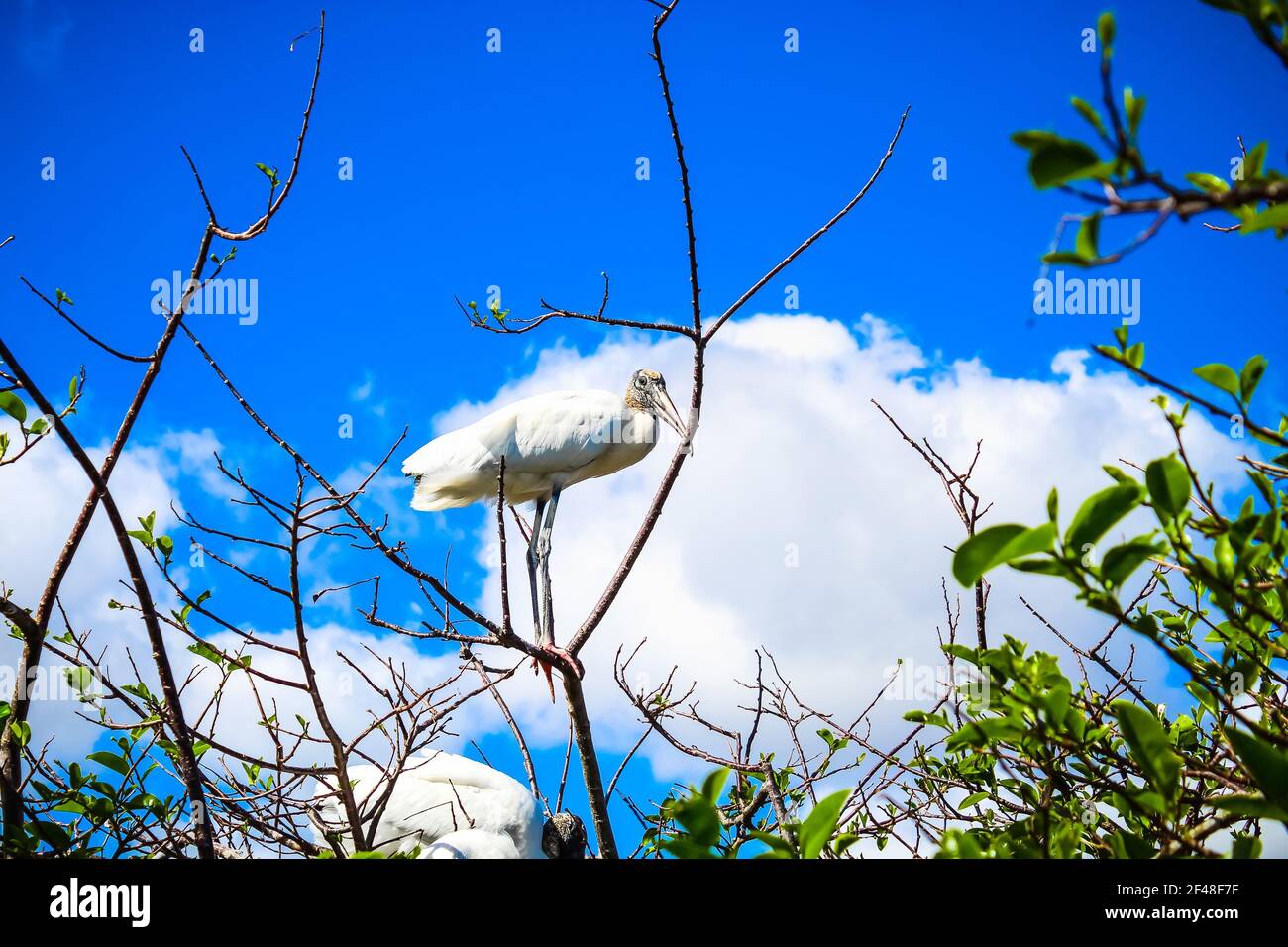 Wood Storks nest in trees above standing water. Males and females ...