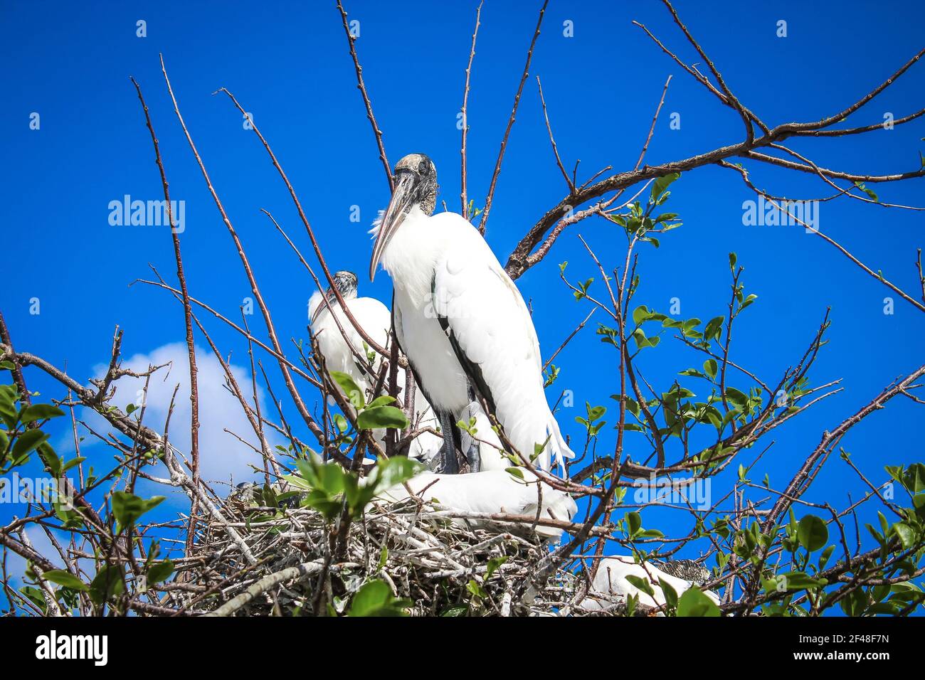 Bulky nest hi-res stock photography and images - Alamy