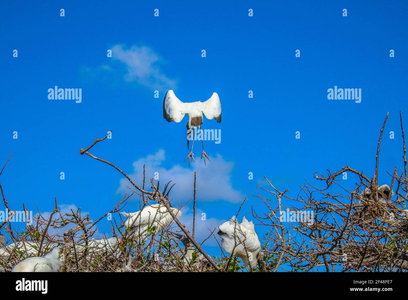 Wood Storks nest in trees above standing water. Males and females ...