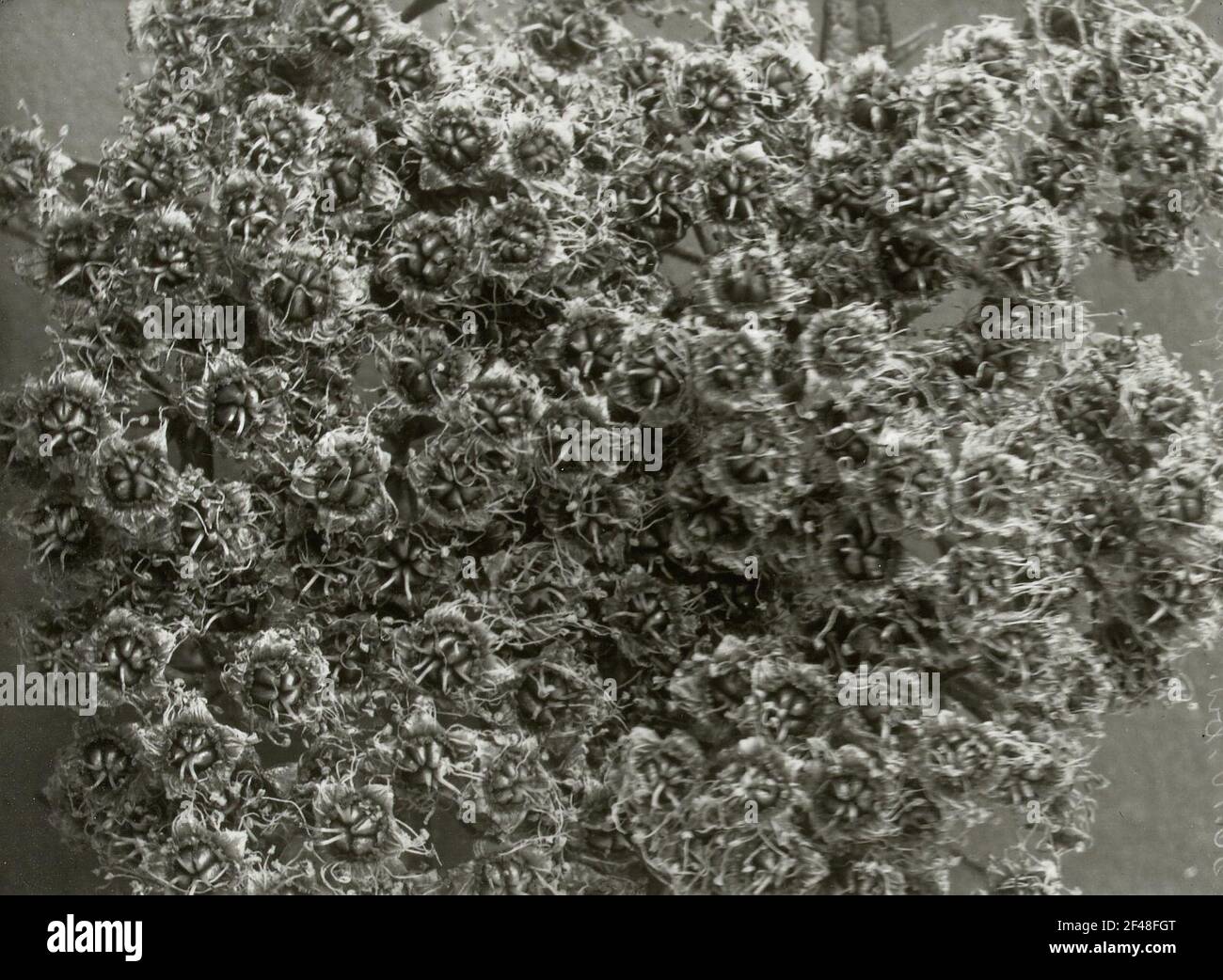 Plant study with inflorescence Stock Photo - Alamy