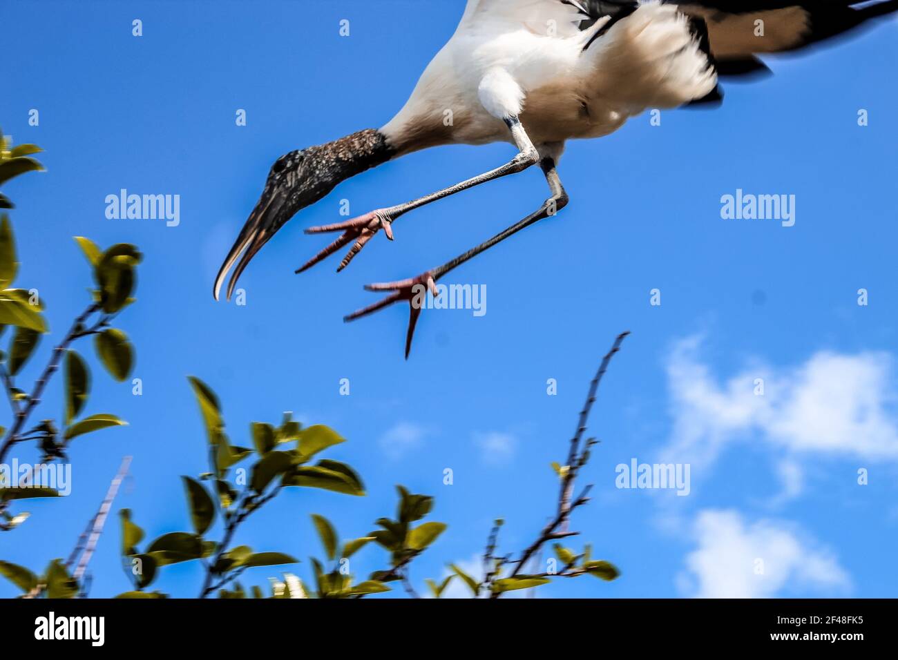 Wood Storks nest in trees above standing water. Males and females ...