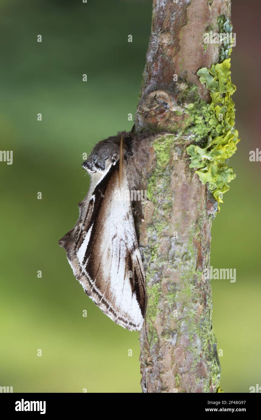 Lesser swallow prominent moths hi-res stock photography and images - Alamy