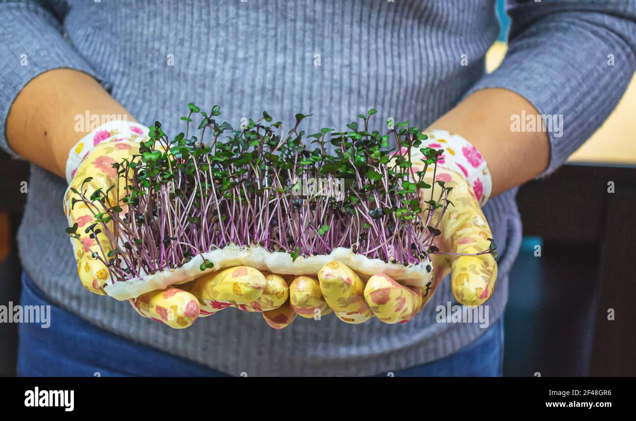 Microgreen sprouts in hands hi-res stock photography and images - Alamy