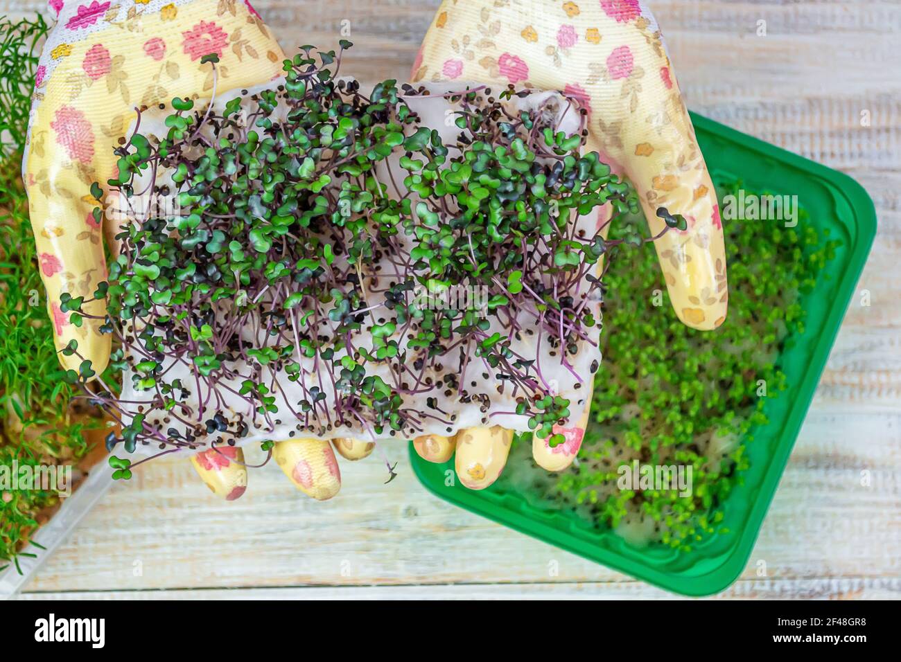 Sprouts in hands hi-res stock photography and images - Alamy