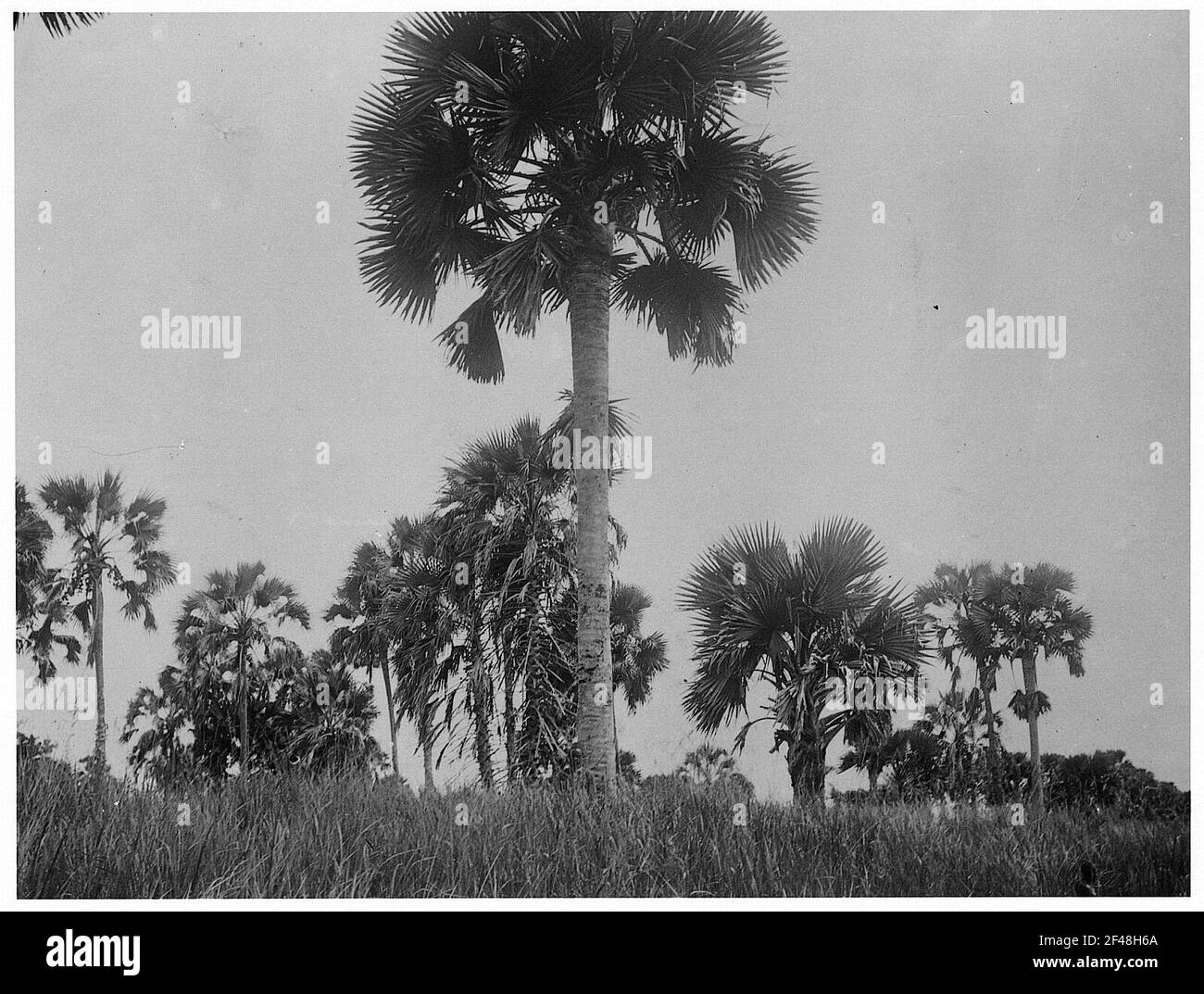 Palms landscape tropical palm Cut Out Stock Images & Pictures - Alamy