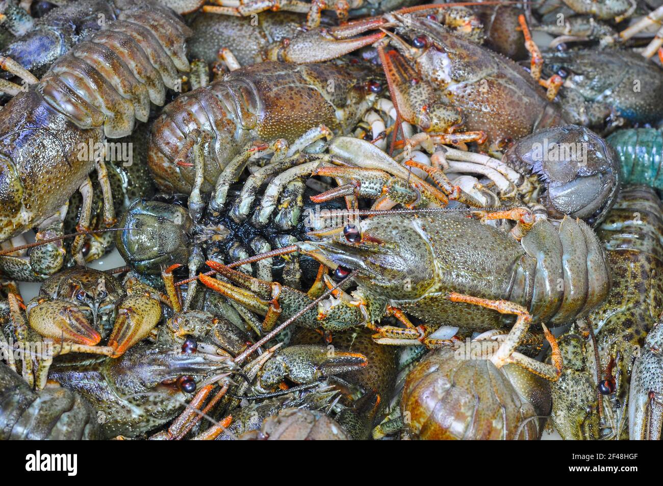 Live crayfish before cooking, boiling. Fresh crayfish background Stock ...