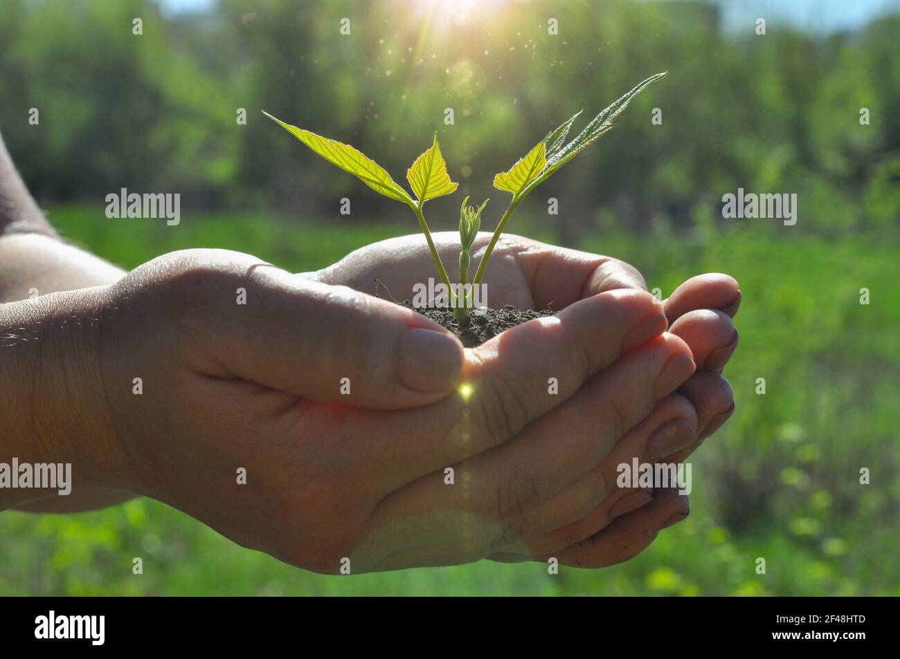 Young plant and sunbeams. Hands holding young sprout in soil. Care and ...