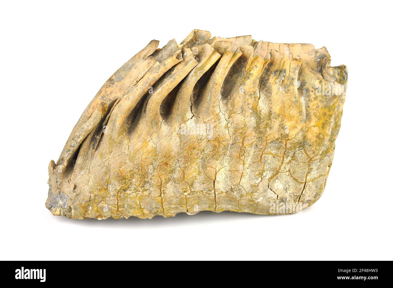 Mammoth tooth isolated on a white background (30,000 years old Stock ...