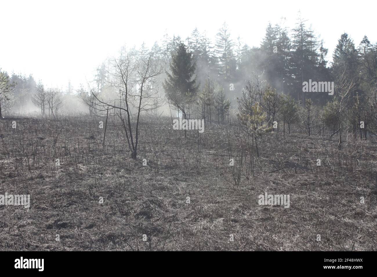 Smoking nature after a forest fire. Charred forest after a hot fire ...