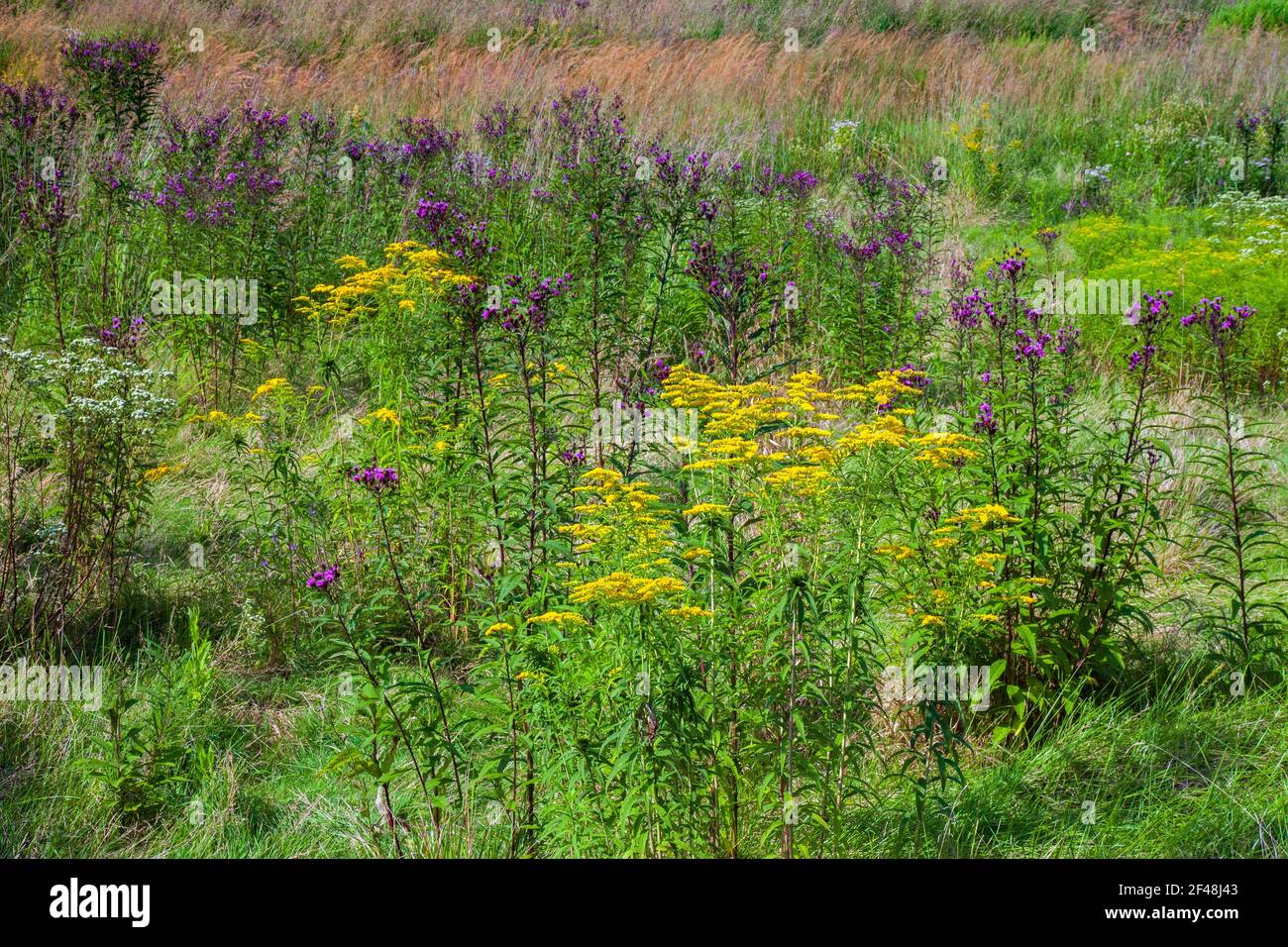 Ironweed hi-res stock photography and images - Alamy