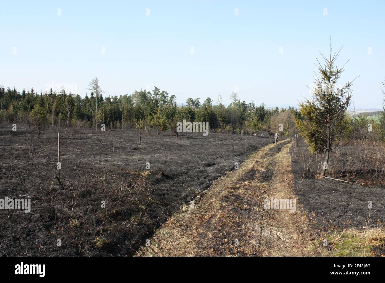 Forest path around charred ground after a forest fire. Charred forest ...