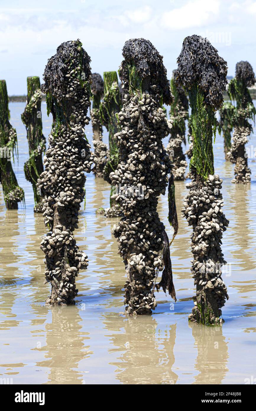 Mussel moule moules shellfish hi-res stock photography and images - Alamy