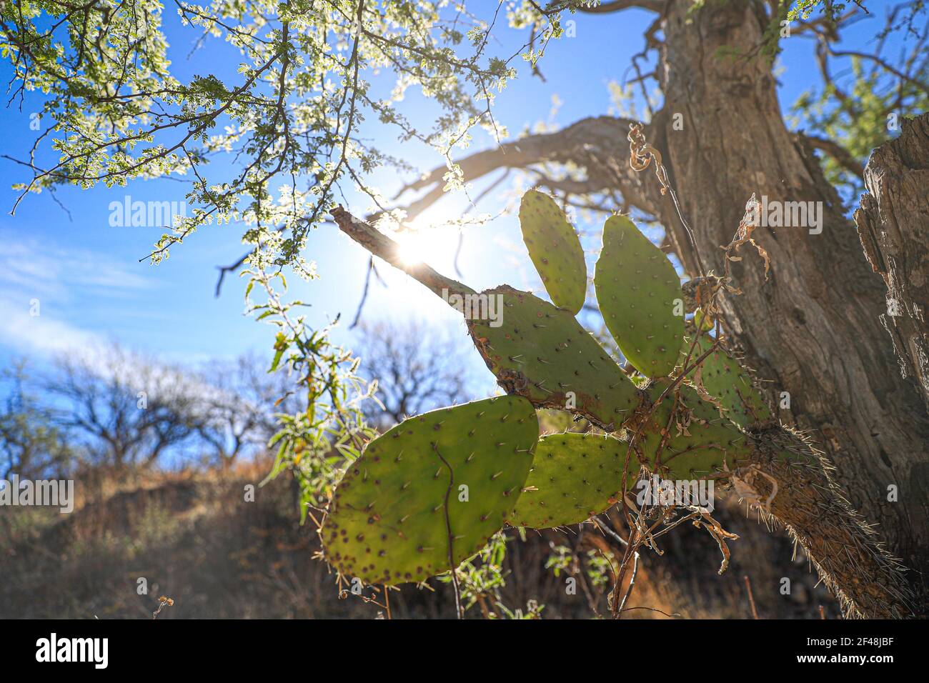 Green flat rounded stalks of cacti and mesquite tree branches in the ...