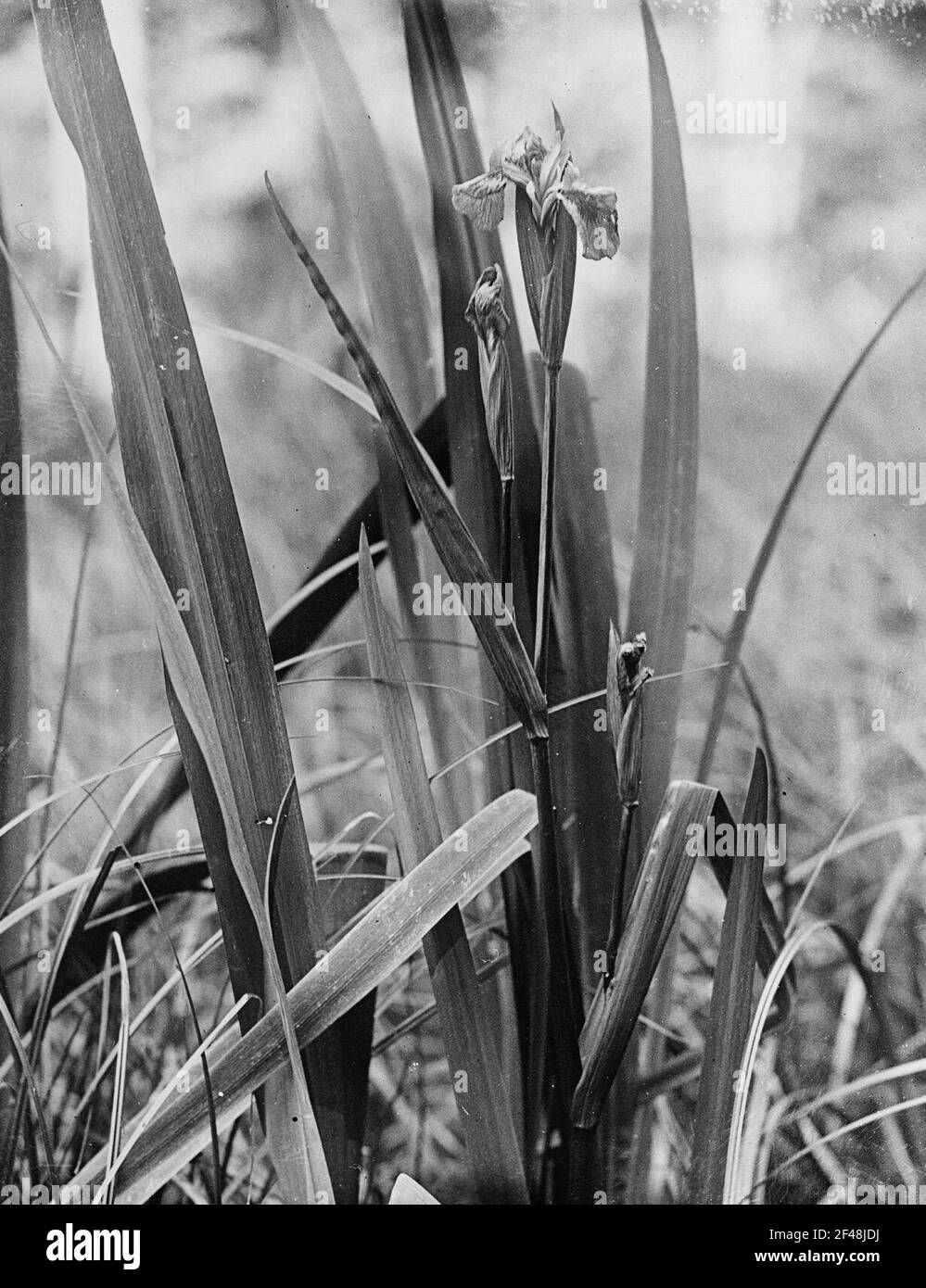 The yellow water lily Black and White Stock Photos & Images - Alamy