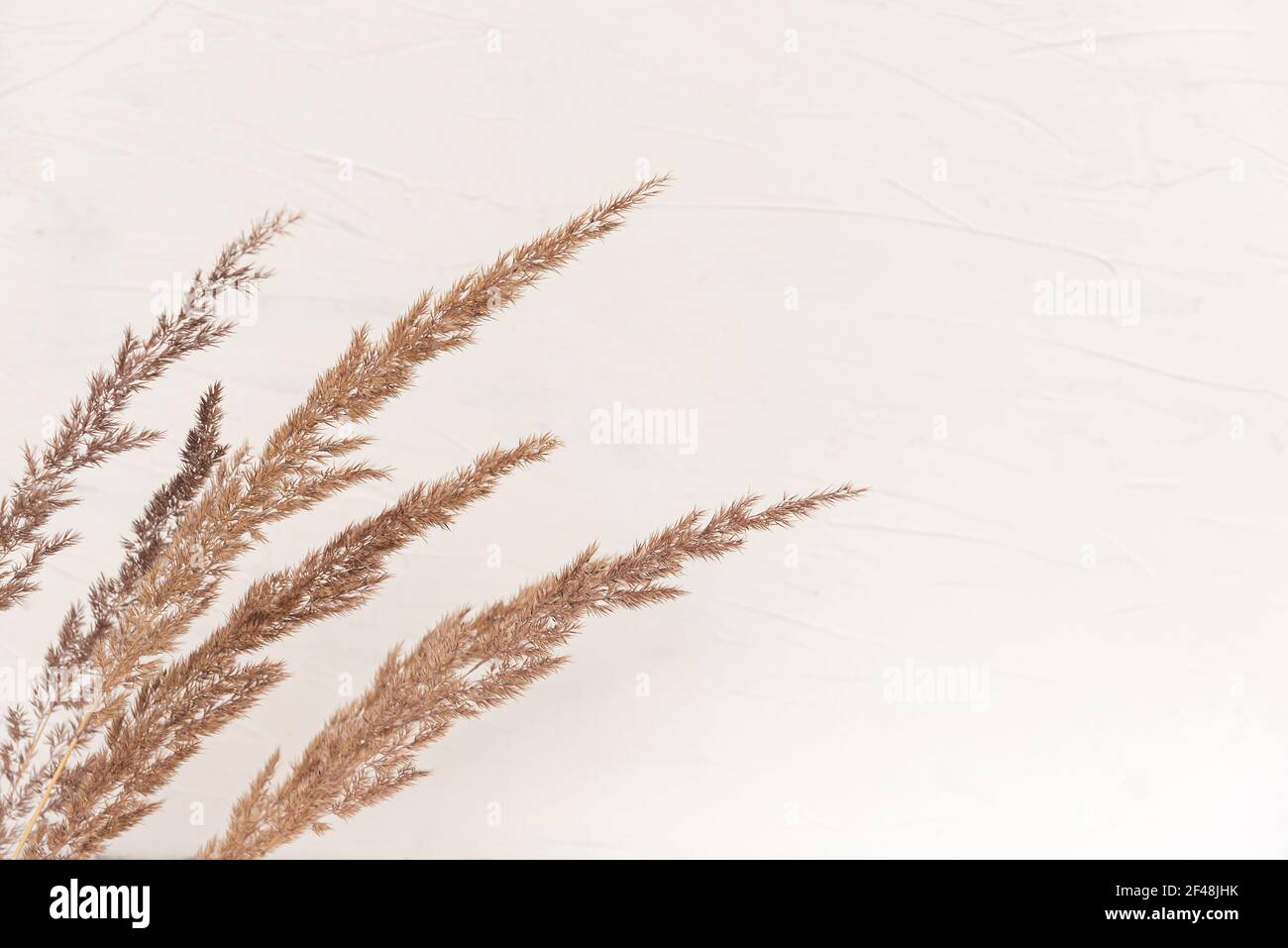 Decorative reeds hi-res stock photography and images - Alamy