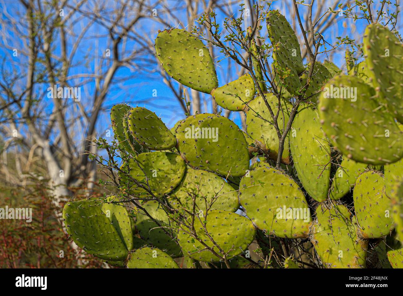 Green flat rounded stalks of cactus in the Sonoran Desert. Moctezuma ...