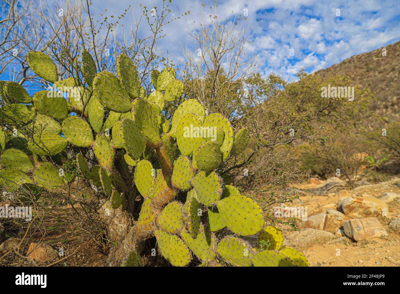 Crecimiento de cactus hi-res stock photography and images - Alamy