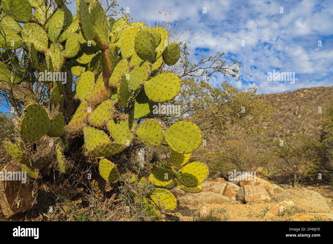 Green flat rounded stalks of cactus in the Sonoran Desert. Moctezuma ...