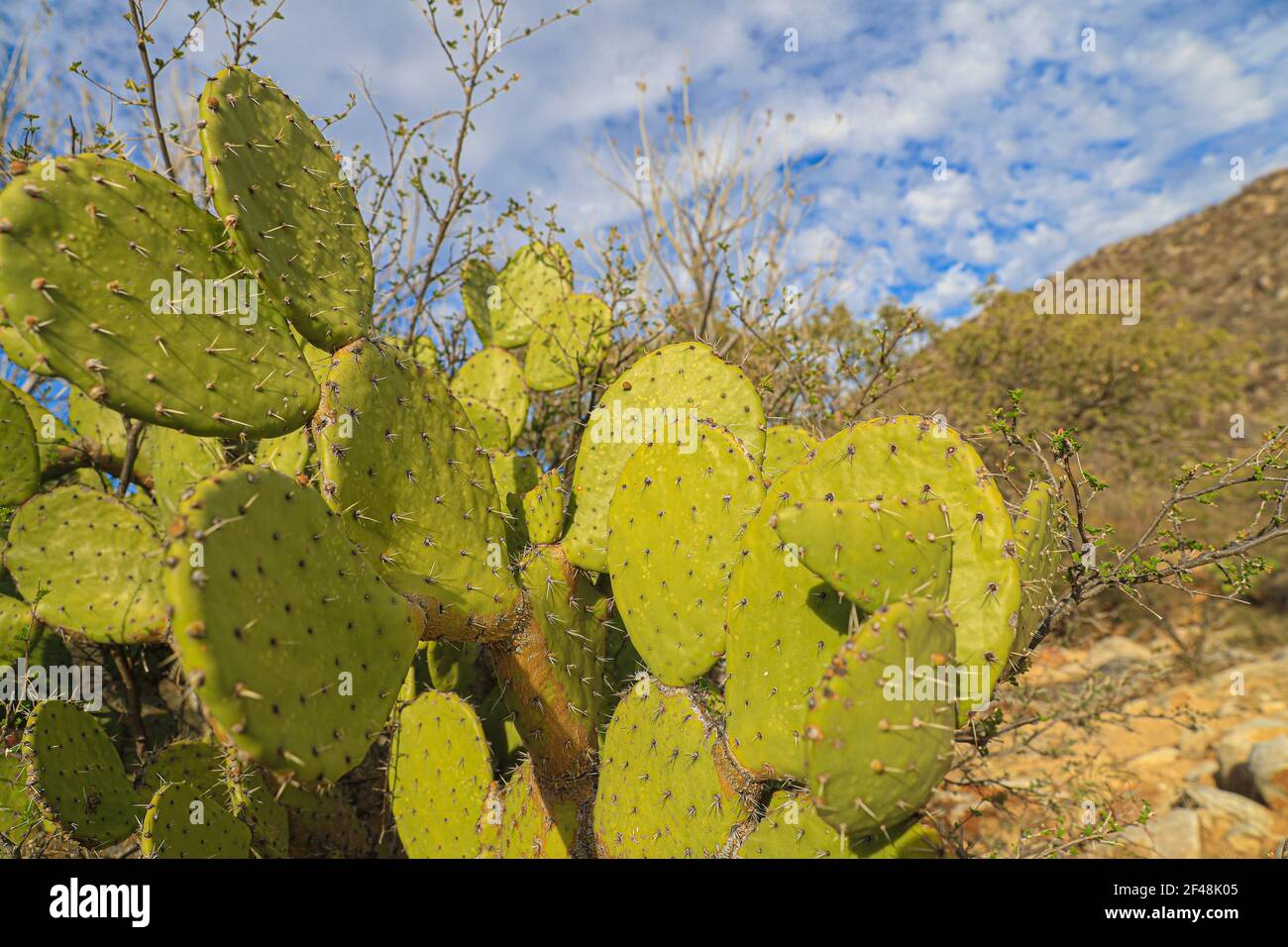 Hoja tropical y flor hi-res stock photography and images - Alamy