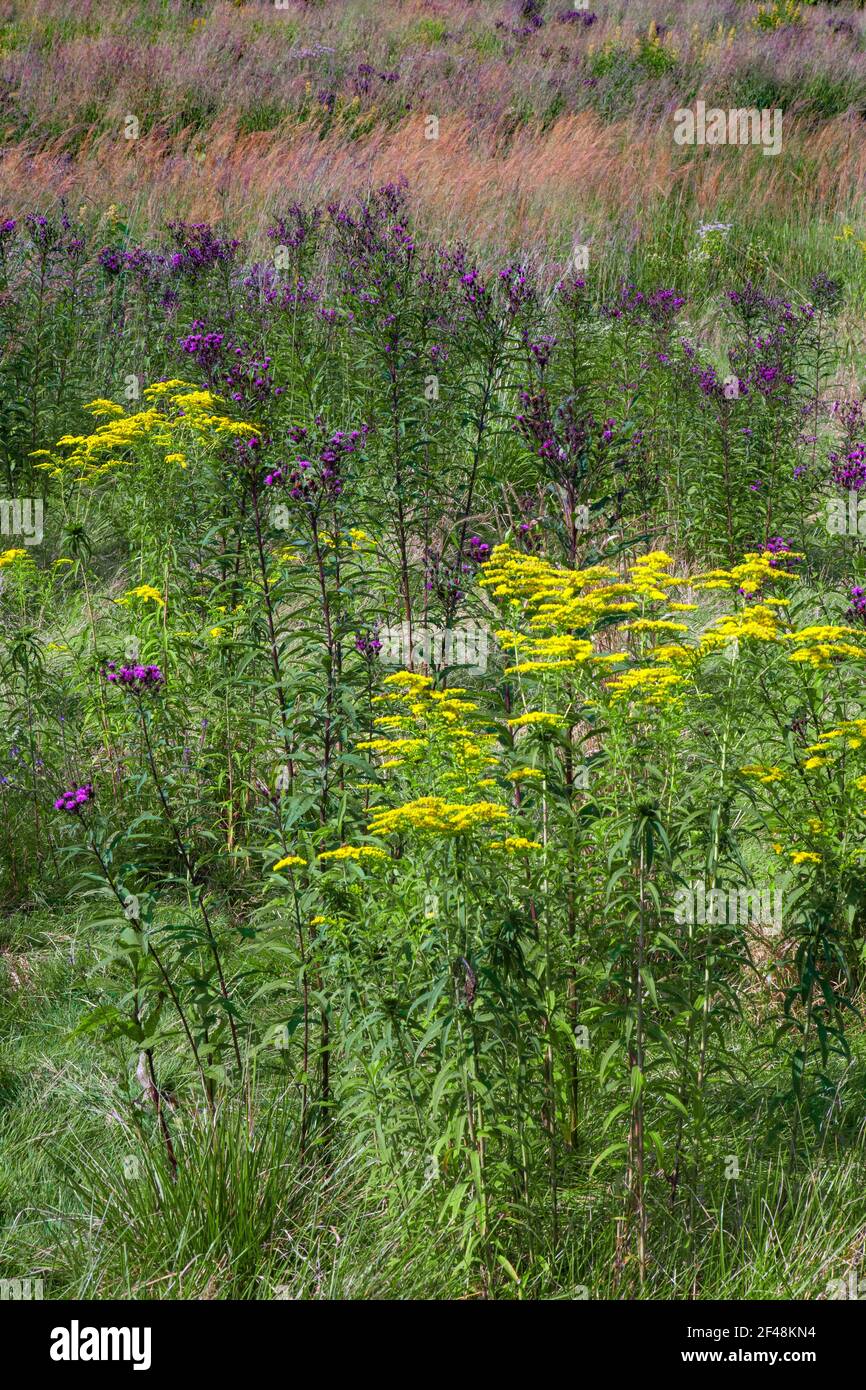 Ironweed hi-res stock photography and images - Alamy